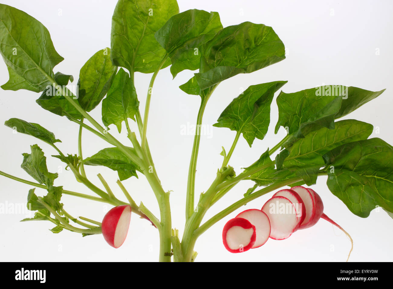 Spinach leaves, radishes Stock Photo - Alamy