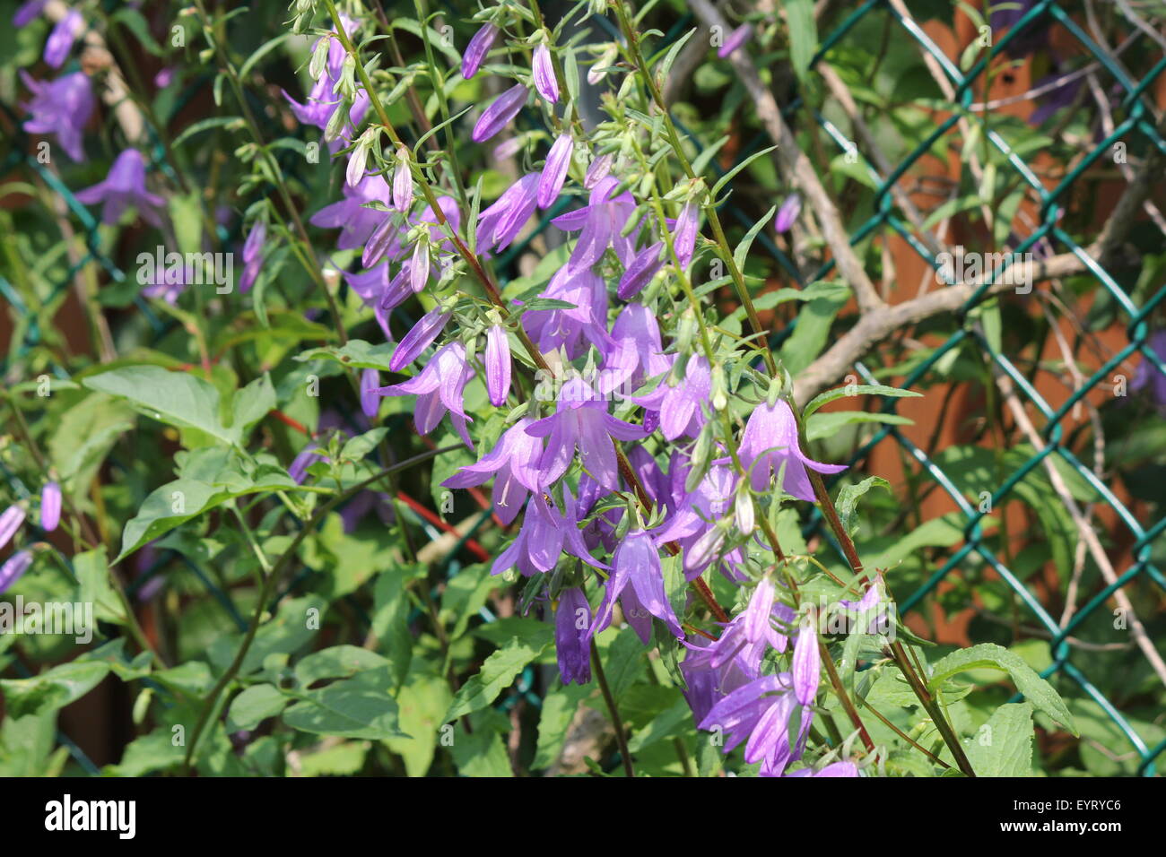 Creeping Bellflower (Campanula rapunculoides), pretty purple-violet ...
