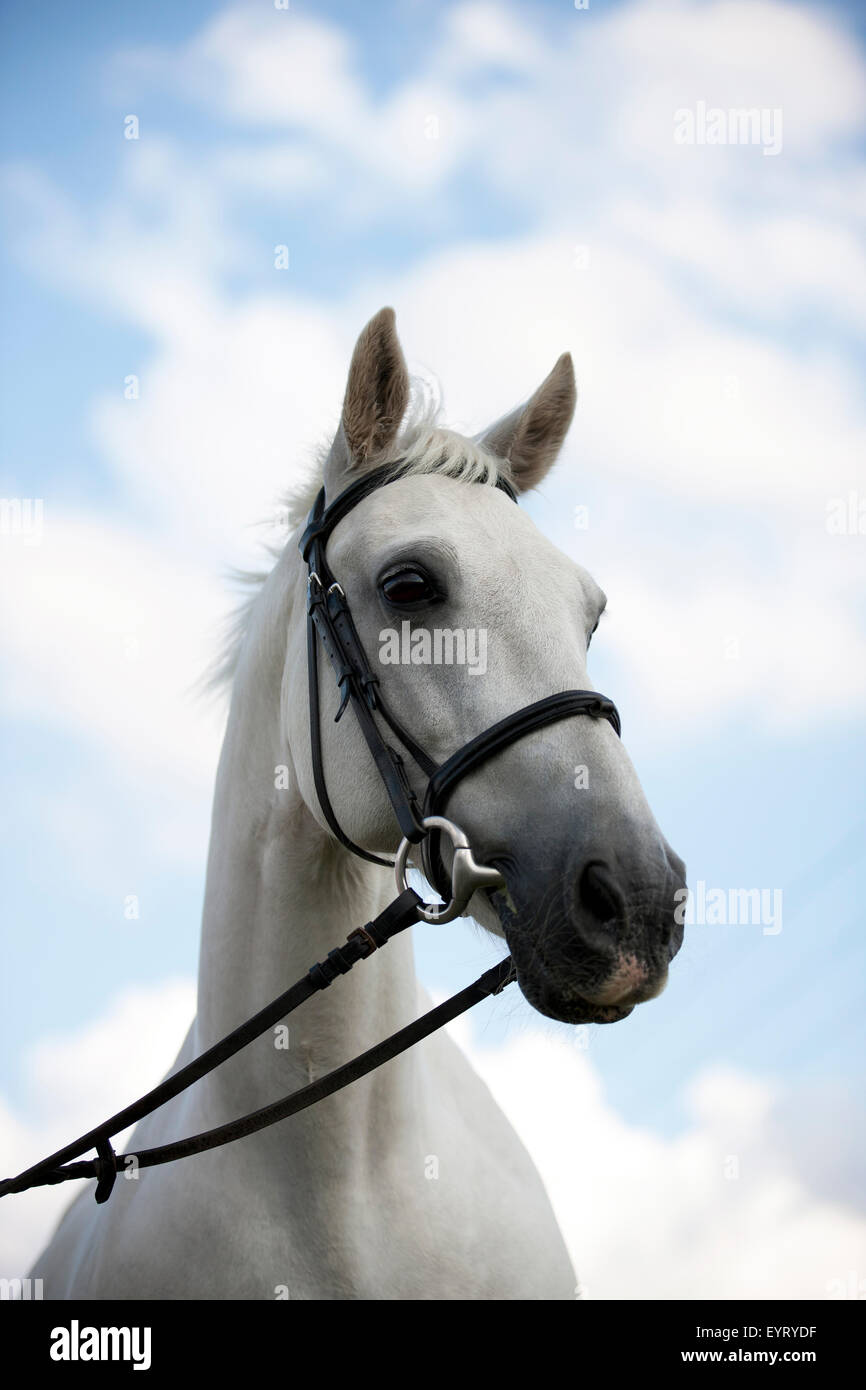 Connemara ponies hi-res stock photography and images - Alamy