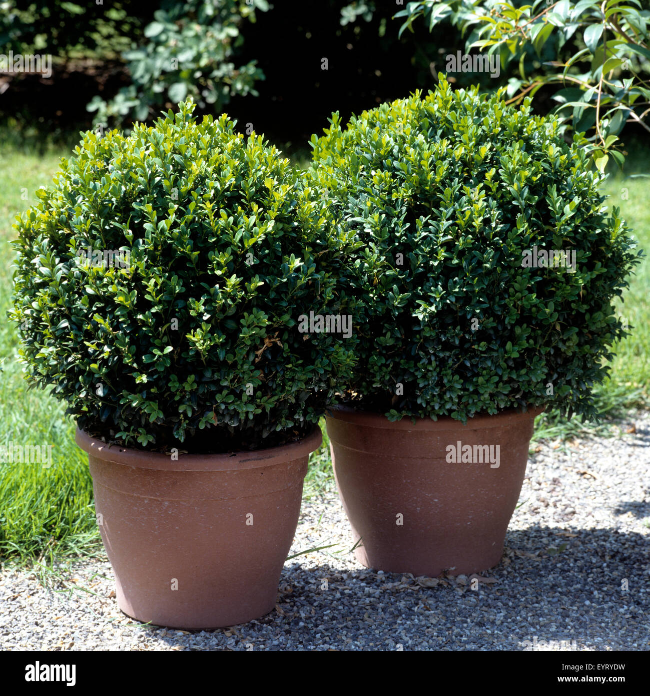 Buchs hi-res stock photography and images - Alamy