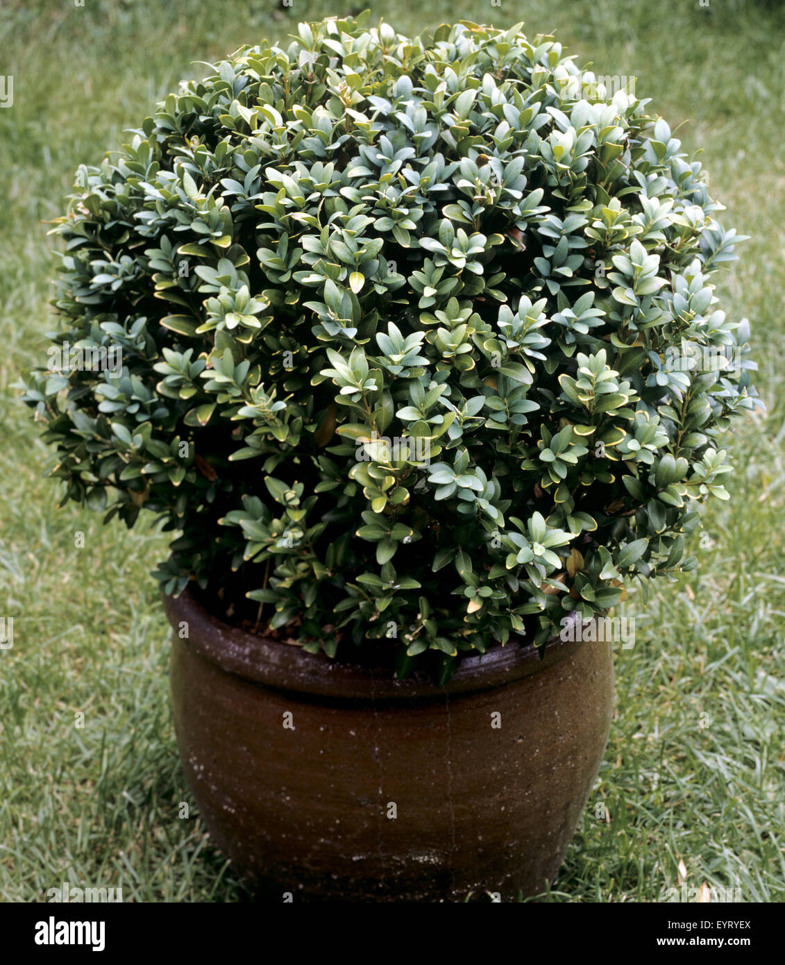 Buxus microphylla hi-res stock photography and images - Alamy
