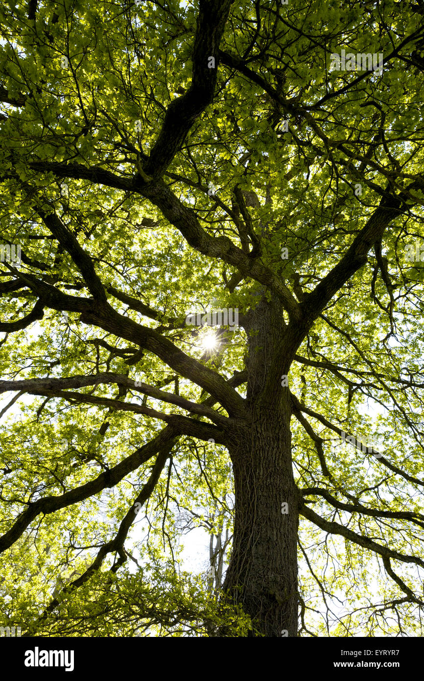 Sunlight in the oak tree Stock Photo - Alamy
