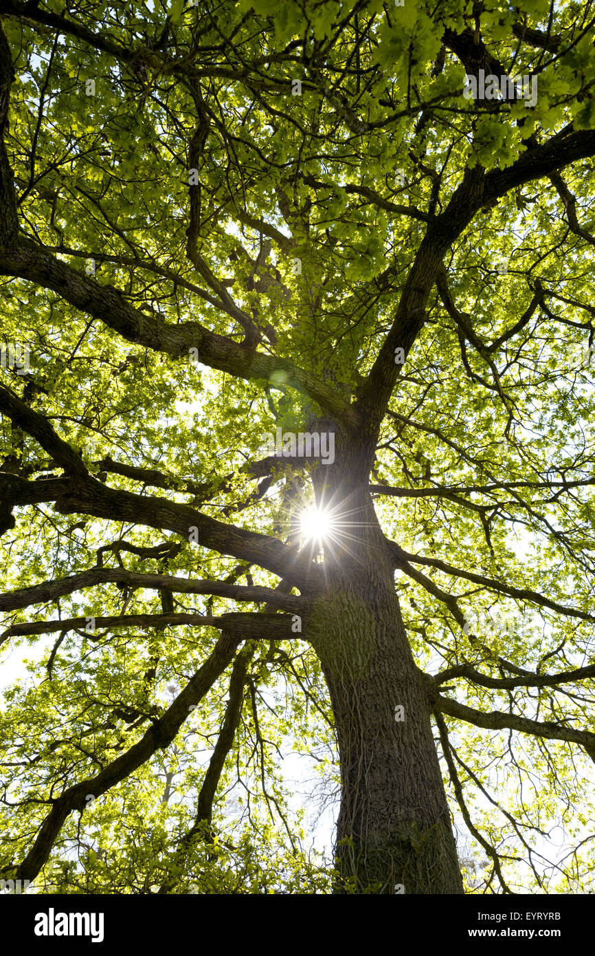 Sunlight in the oak tree Stock Photo - Alamy