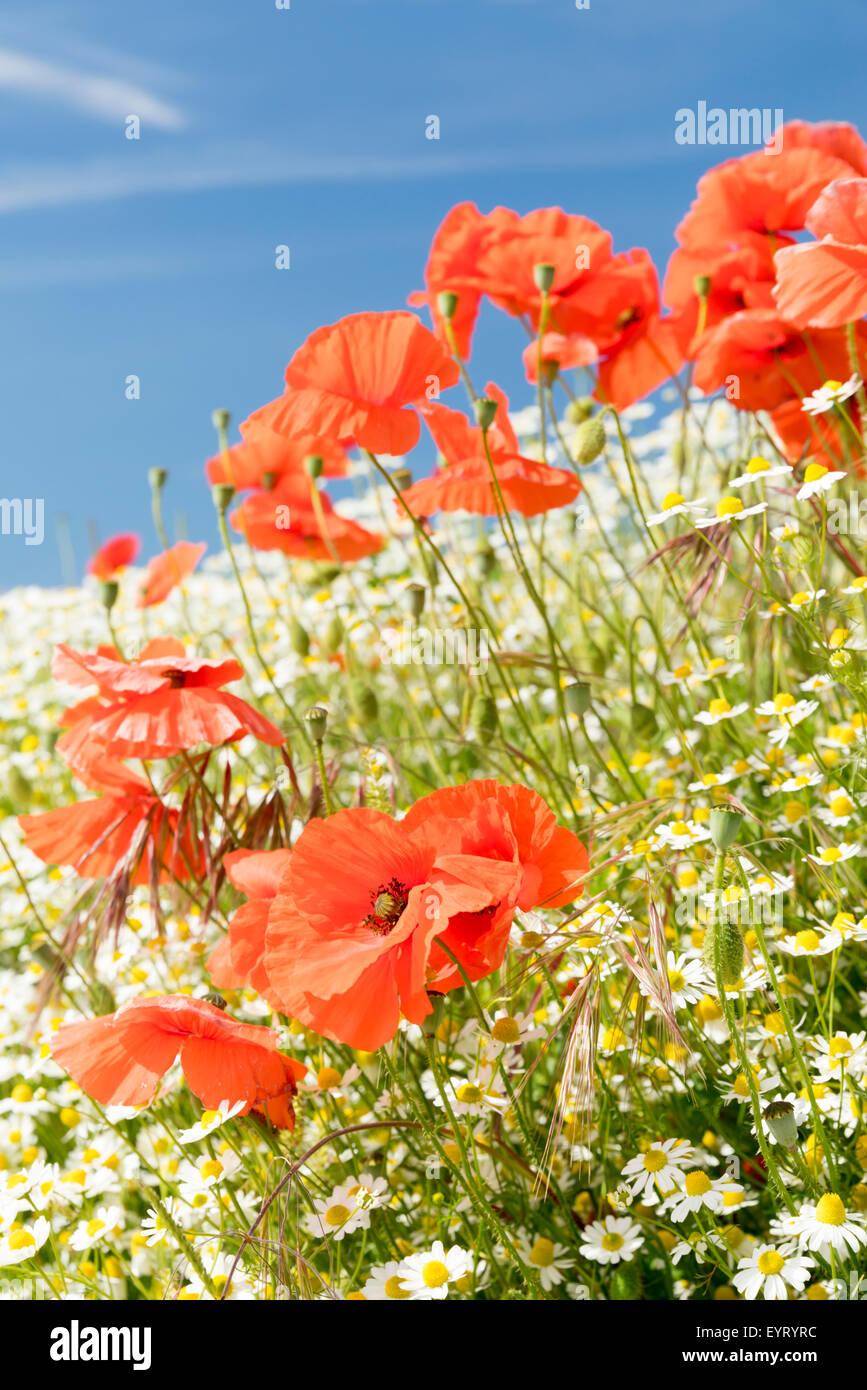 Yorkshire july hi-res stock photography and images - Alamy