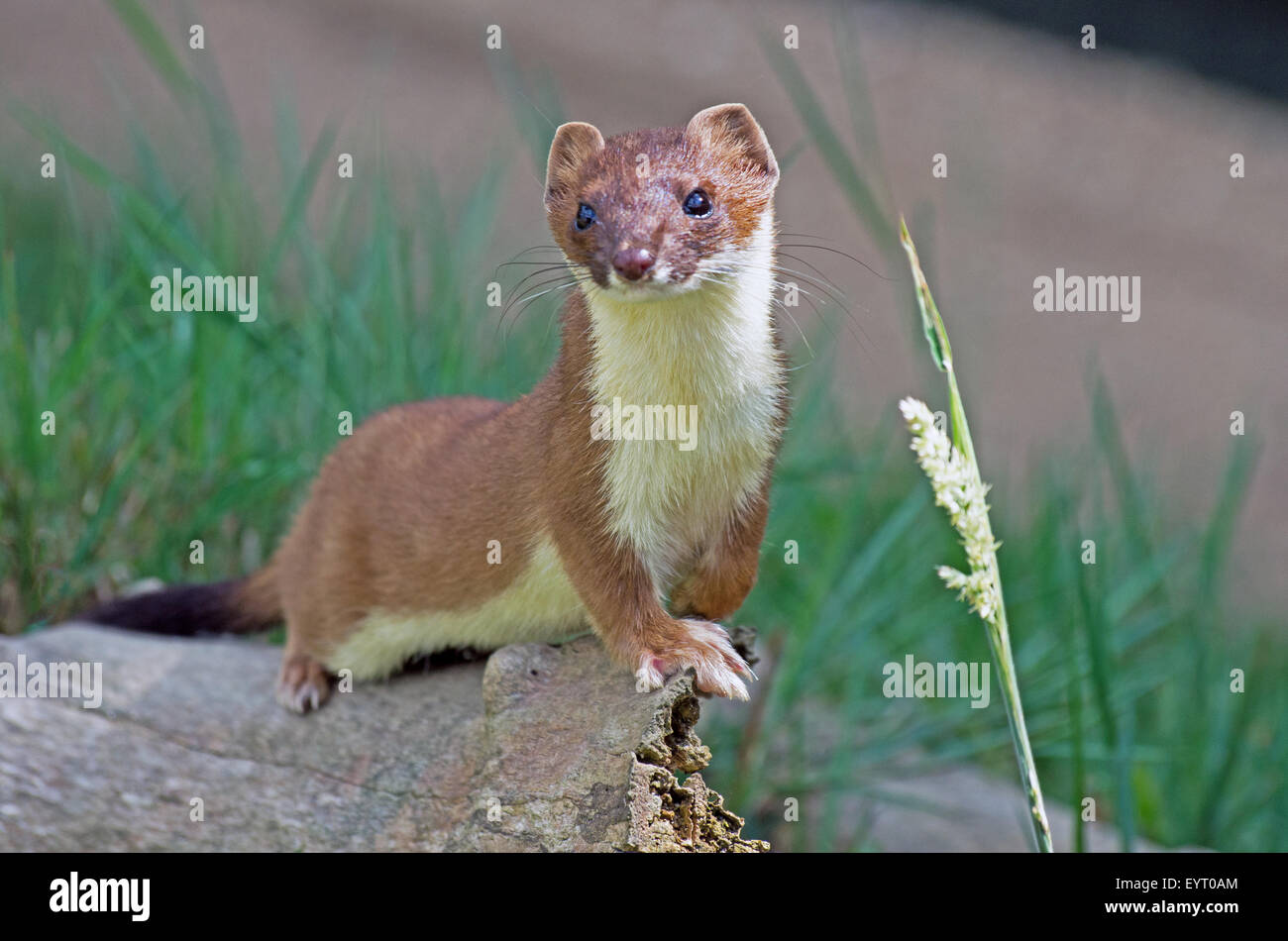 Stoat hi-res stock photography and images - Alamy