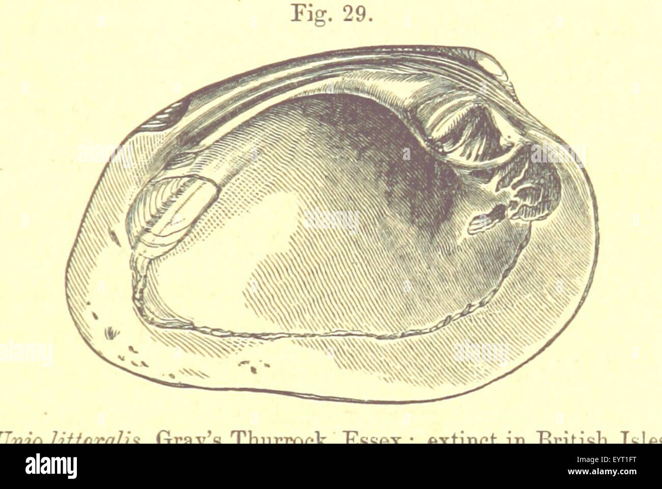 Image taken from page 235 of '[The Geological Evidences of Stock Photo ...