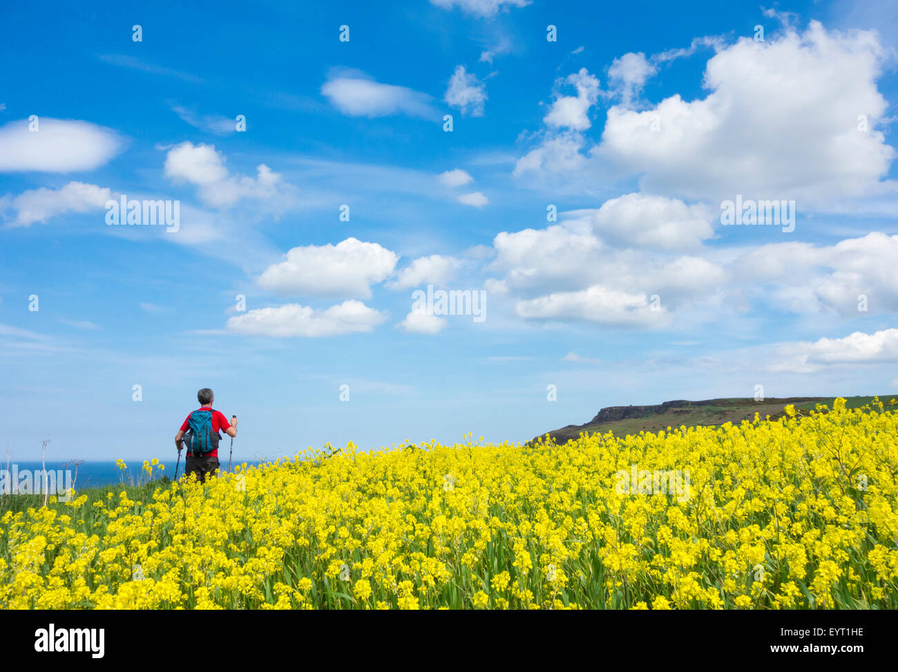 Walker on The Cleveland Way National trail coastal footpath near ...