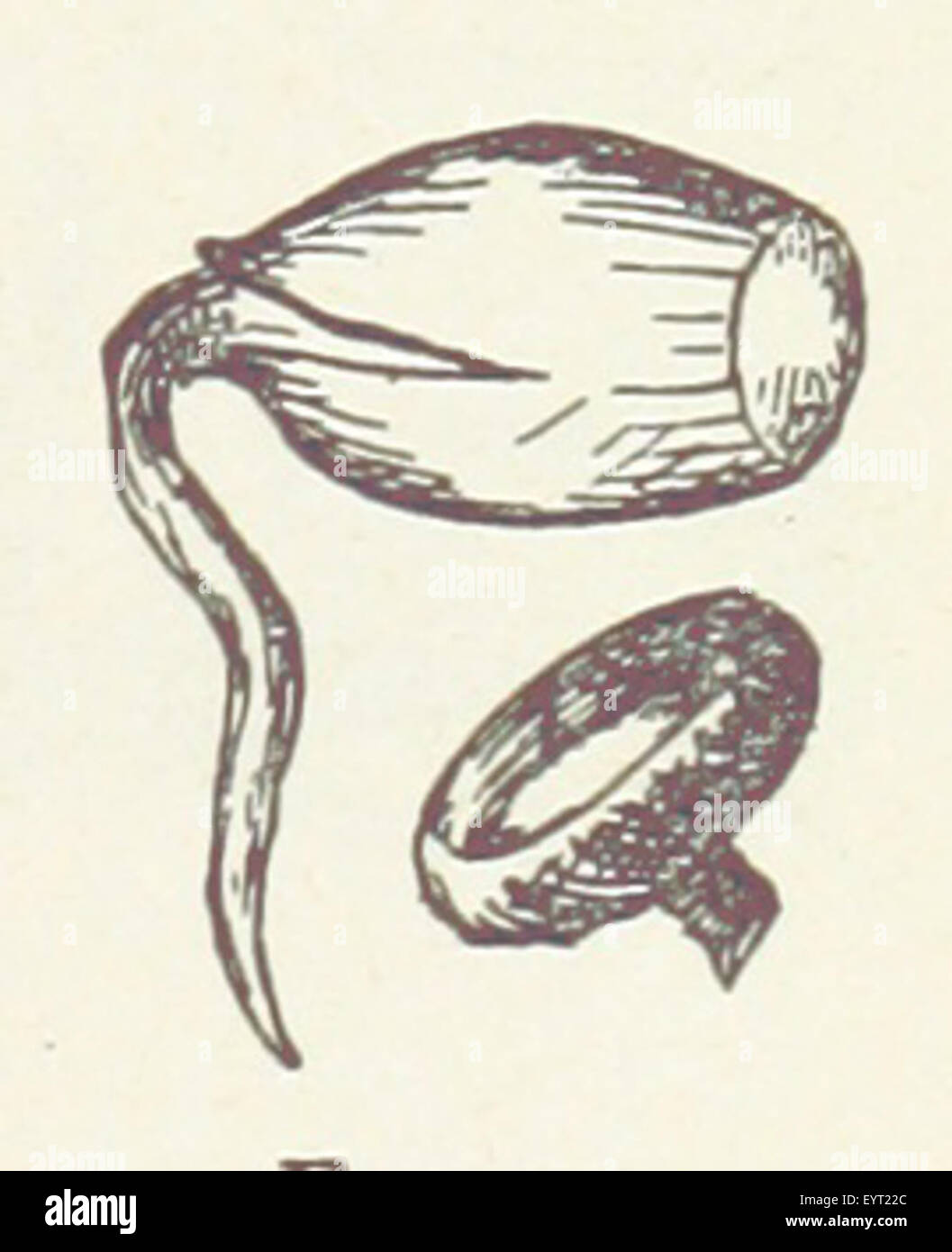 Plaster of paris hi-res stock photography and images - Alamy