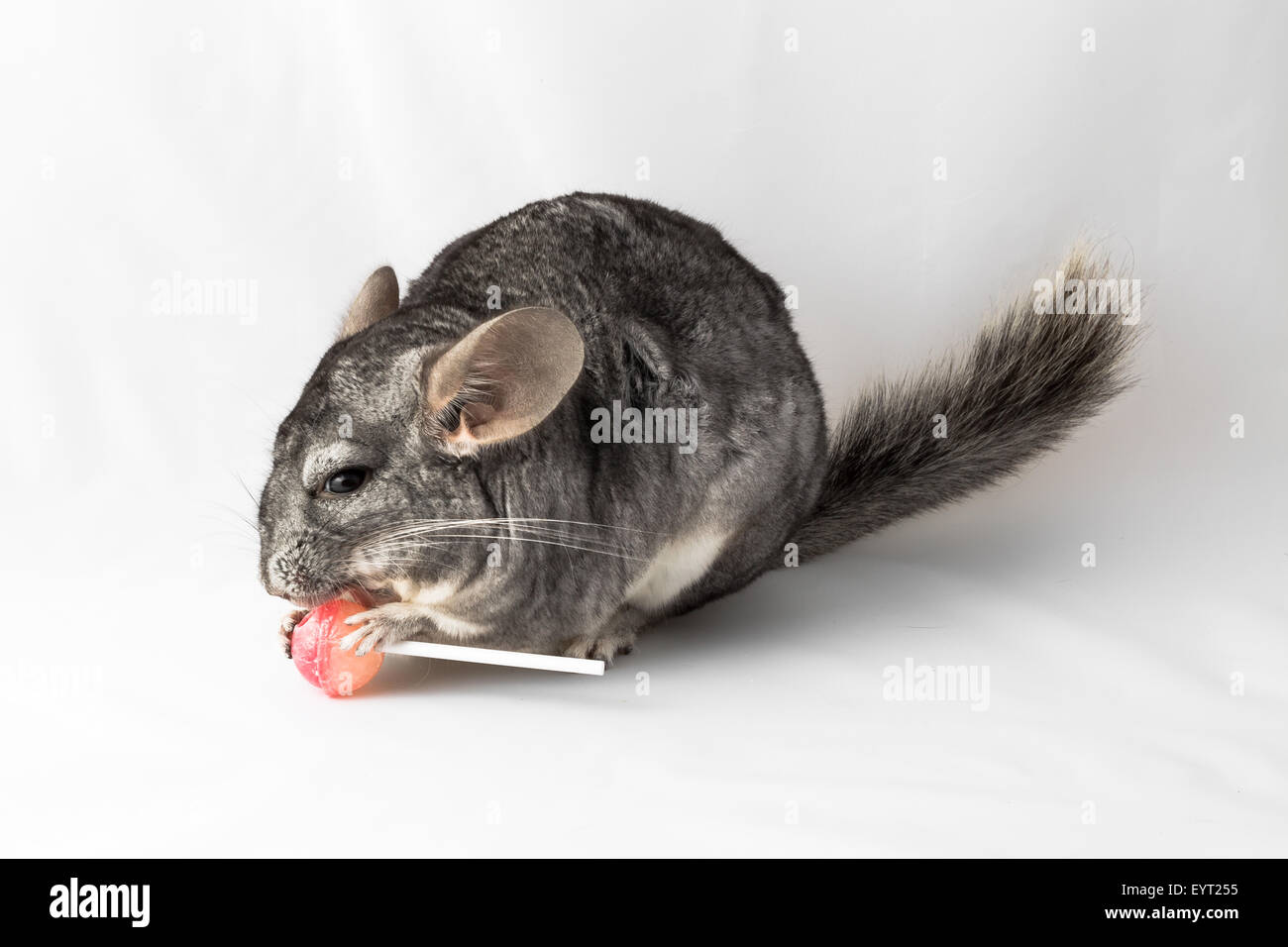 Chinchi hi-res stock photography and images - Alamy