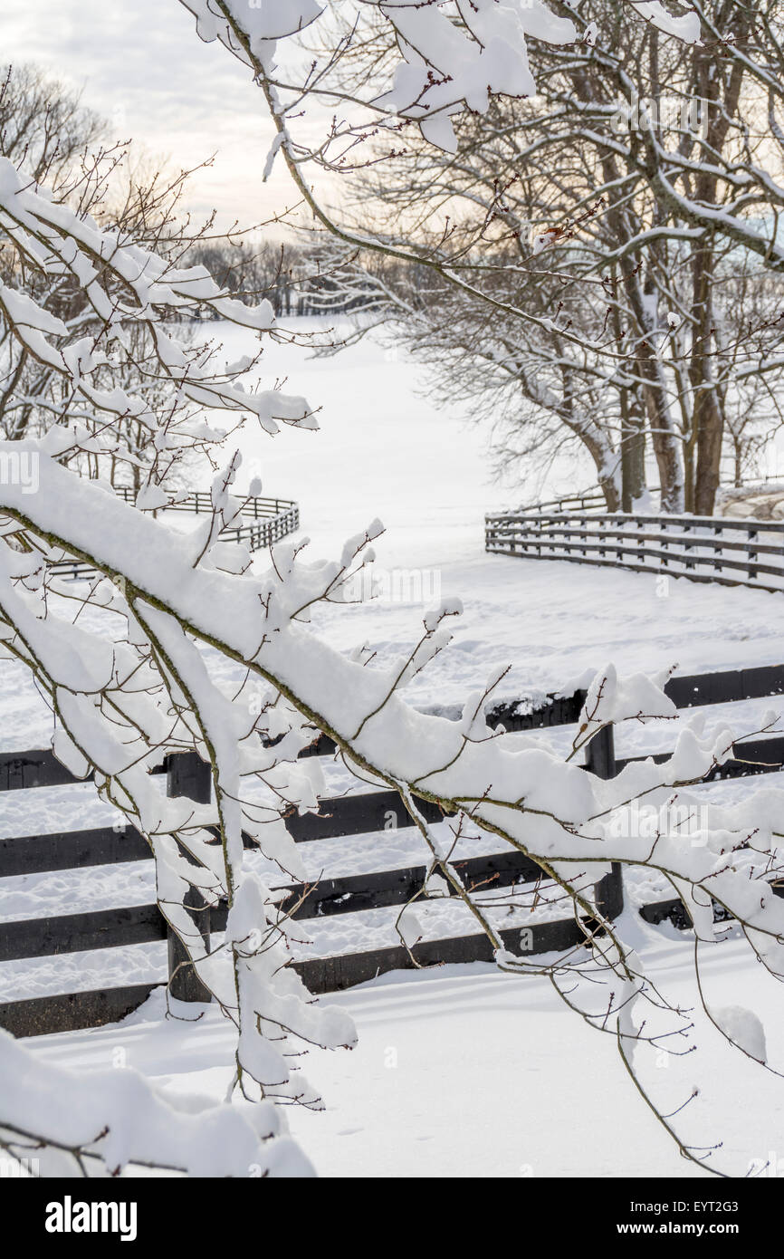 Snow covered fences and trees of a horse farm in the Bluegrass region ...