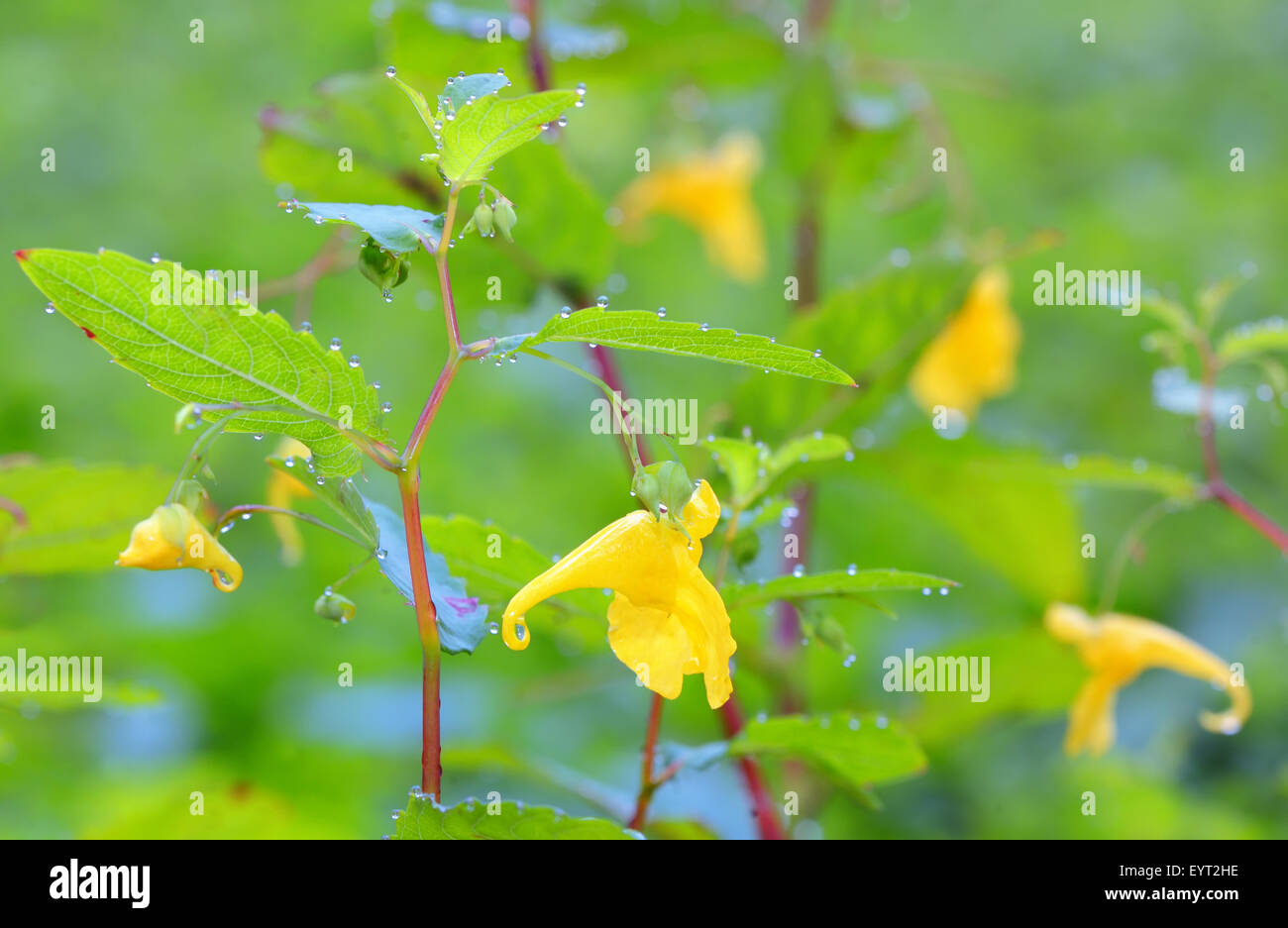 Epimediums yellow flowers in garden Stock Photo - Alamy
