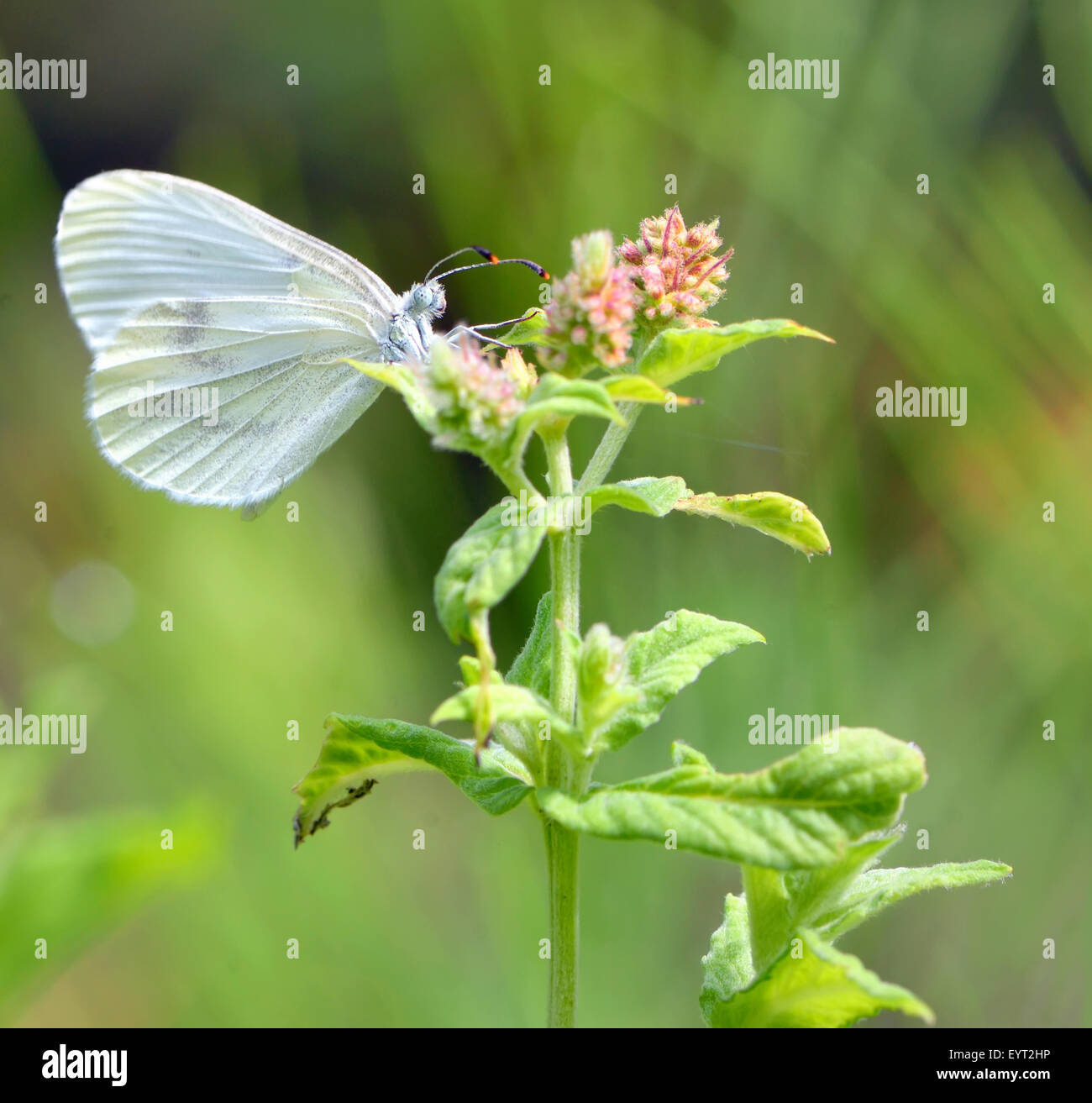 Cabbage butterfly pieris brassicae hi-res stock photography and images ...