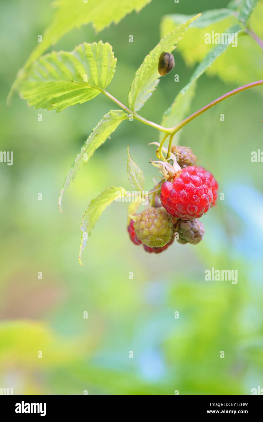 Wild raspberry isolated in forest Stock Photo - Alamy