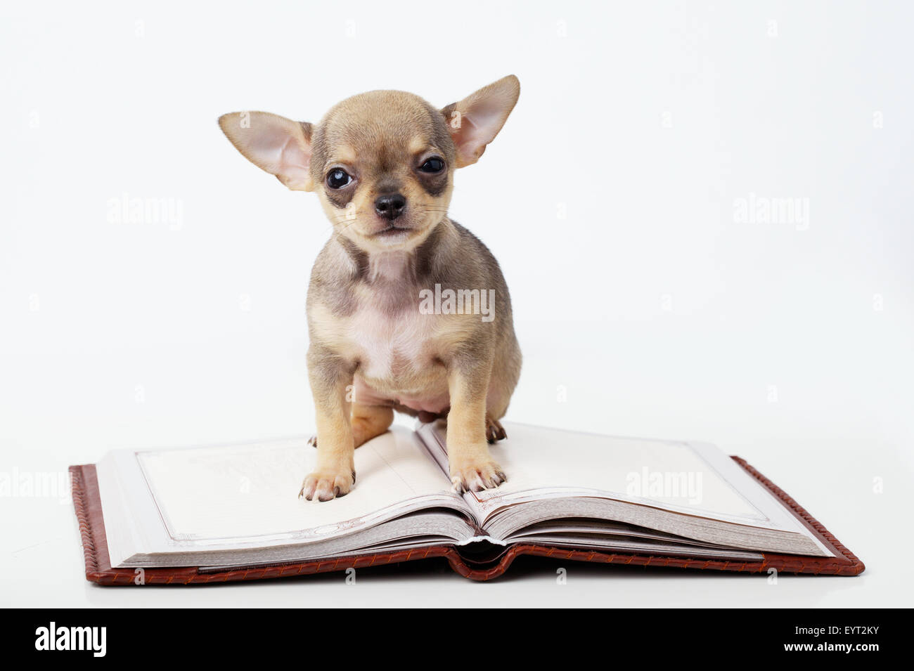 Puppy Reading