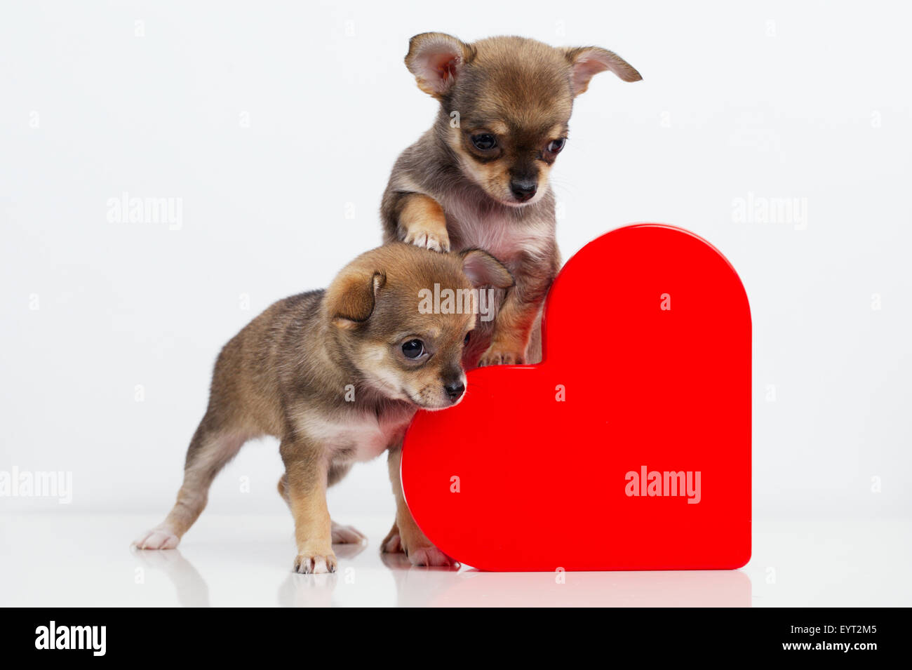 cute puppies Chihuahua with red heart Stock Photo - Alamy