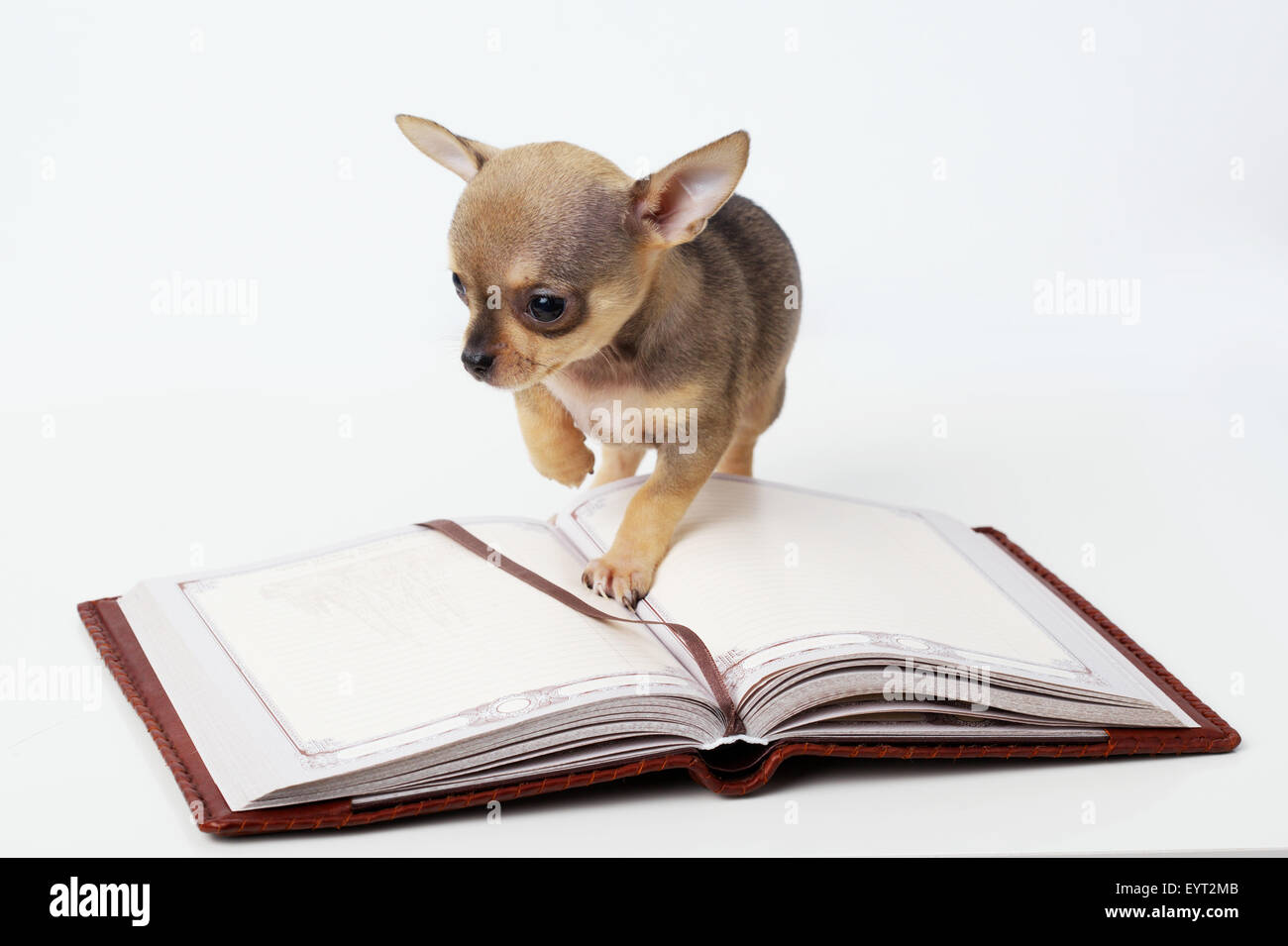 Puppy Reading
