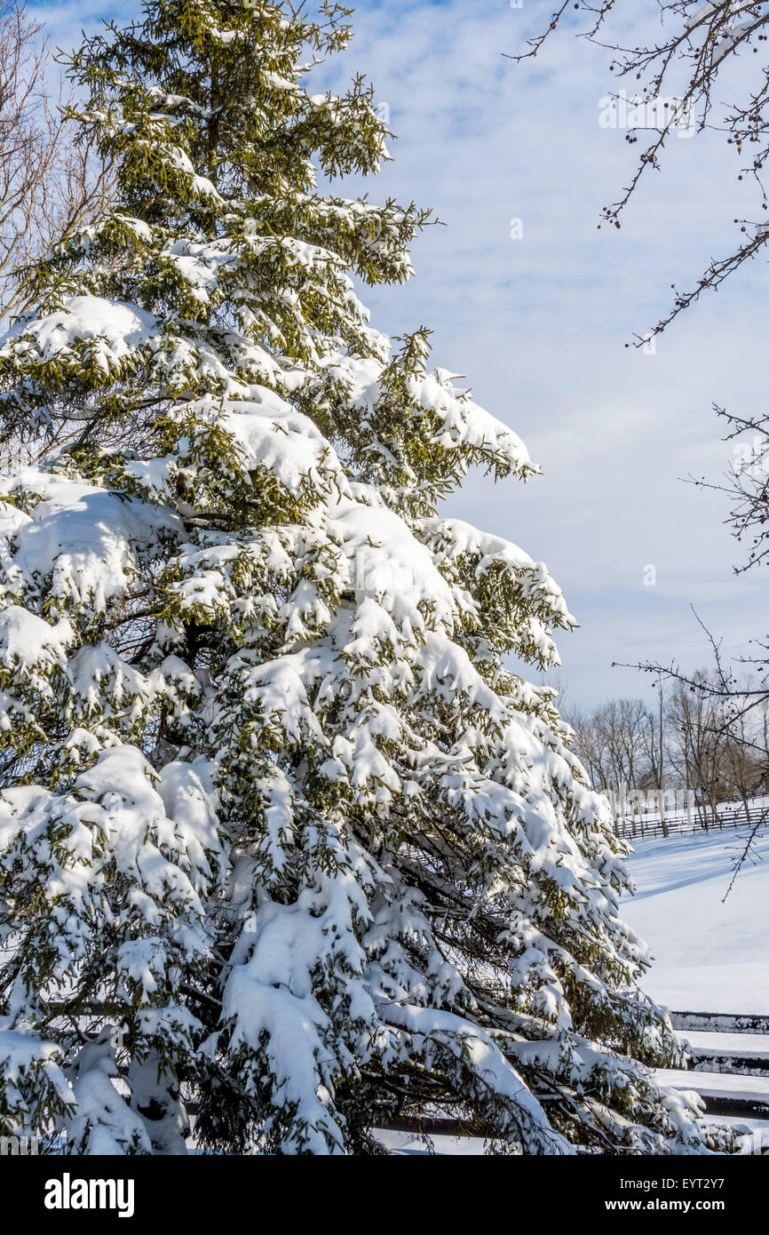 Spruce images hi-res stock photography and images - Alamy