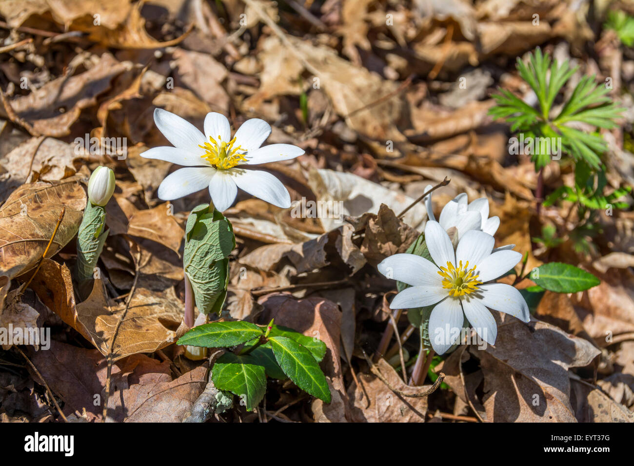 Bloodroot wildflower in the classification Sanguinaria canadensis and ...