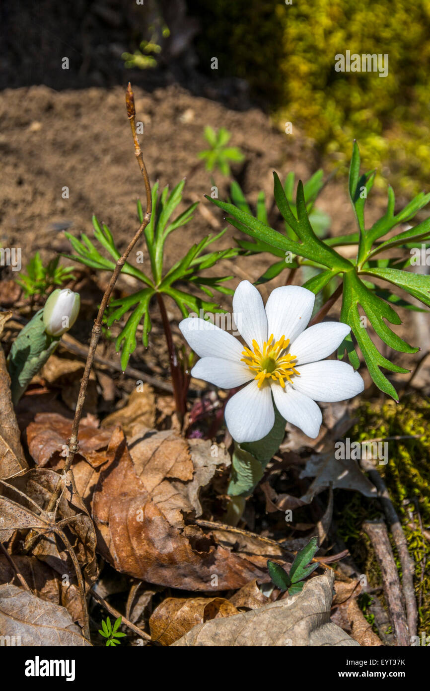 Bloodroot wildflower in the classification Sanguinaria canadensis and ...