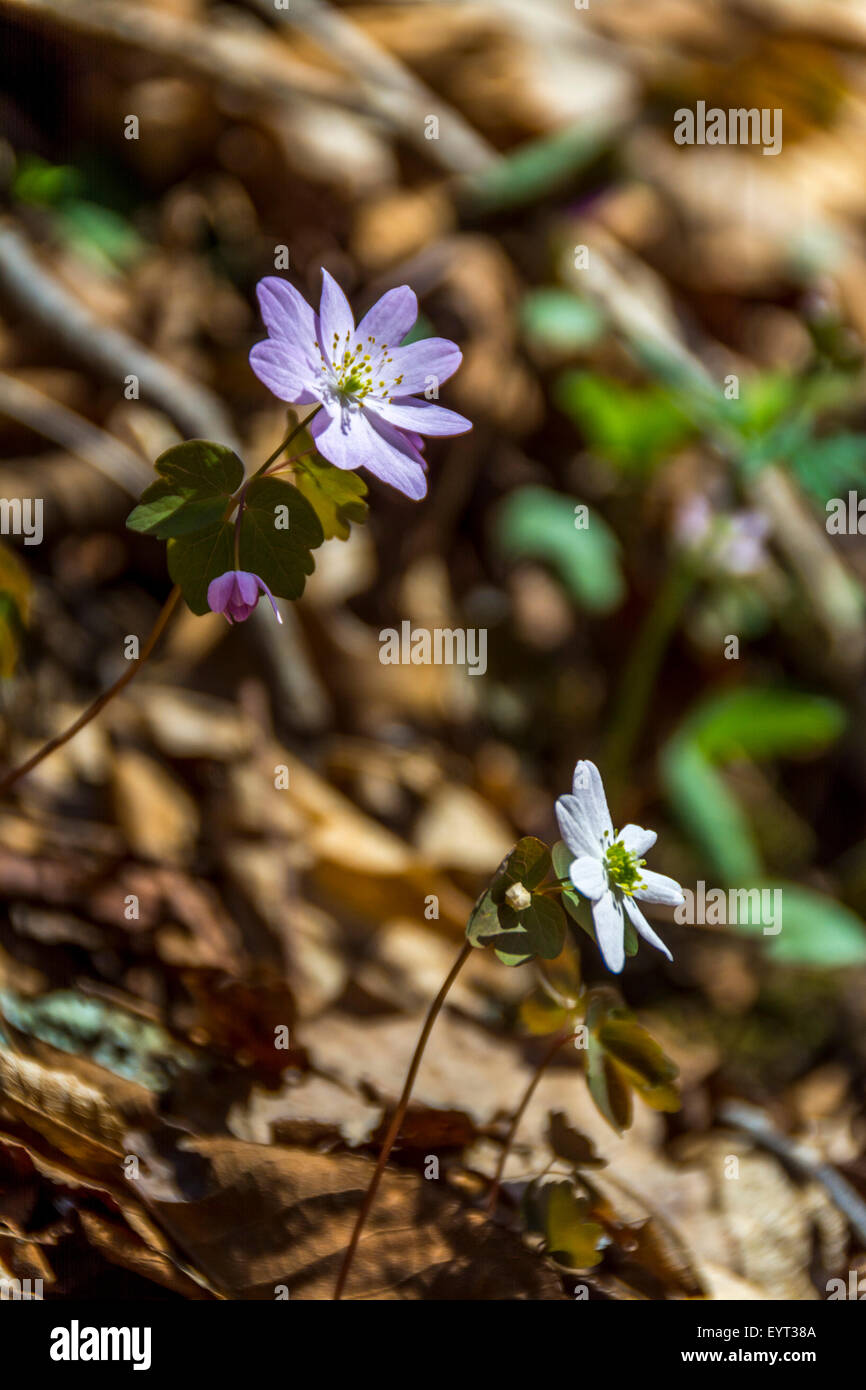 Bloodroot wildflower in the classification Sanguinaria canadensis and ...