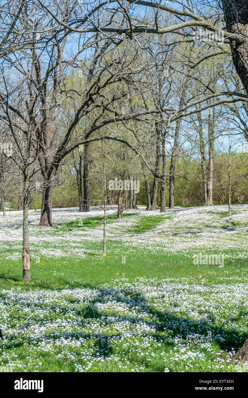 Spring Beauty Wildflower Claytonia Virginica High Resolution Stock ...