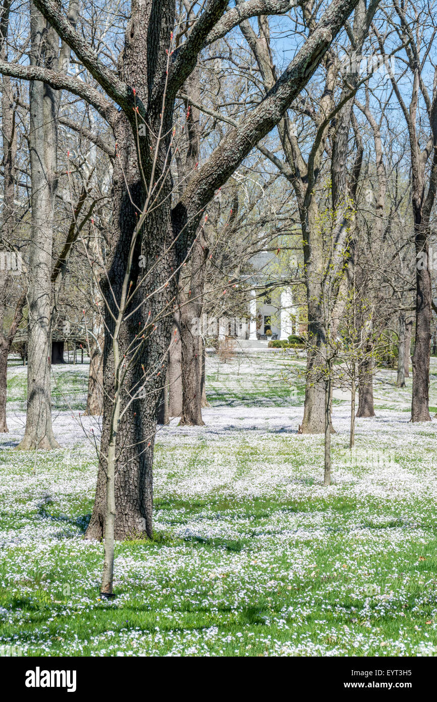 Kentucky Bluegrass Lawn High Resolution Stock Photography and Images ...