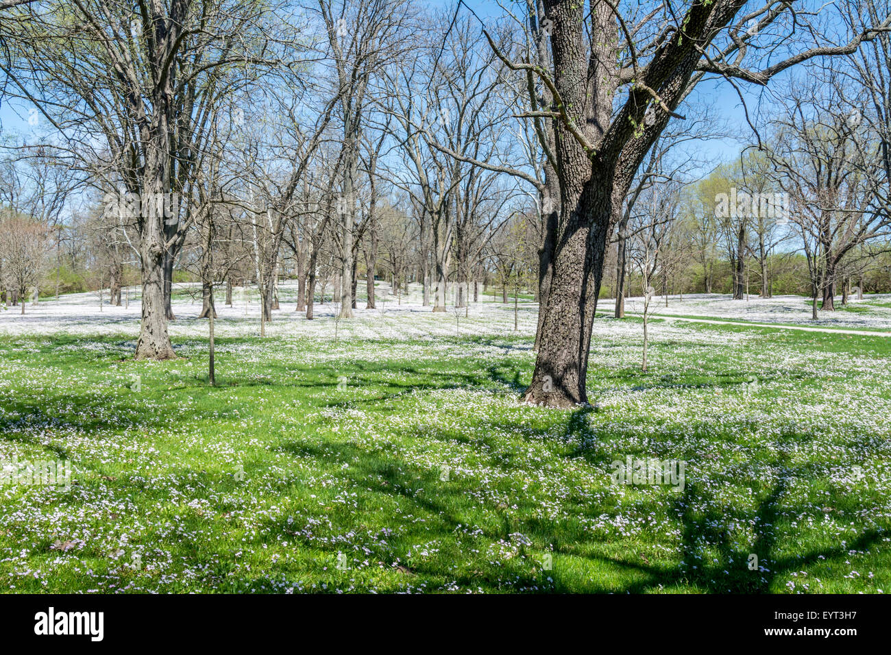 Kentucky bluegrass lawn hi-res stock photography and images - Alamy