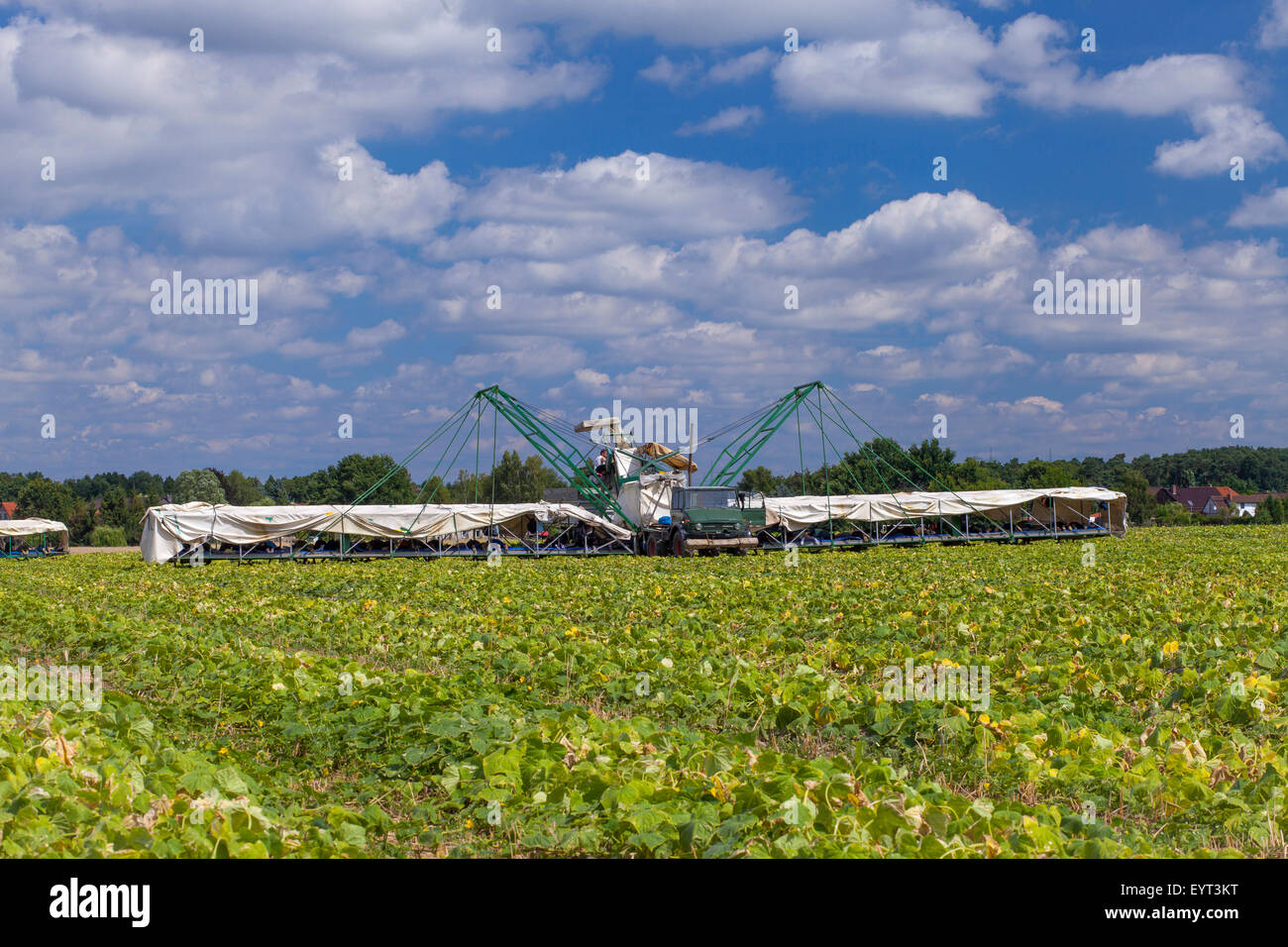 Mechanical harvest of cucumbers hi-res stock photography and images - Alamy