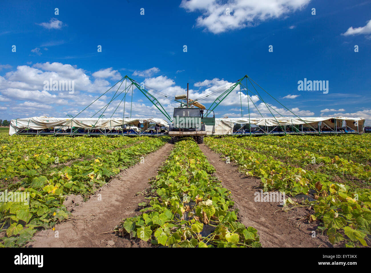 Mechanical harvest of cucumbers hi-res stock photography and images - Alamy