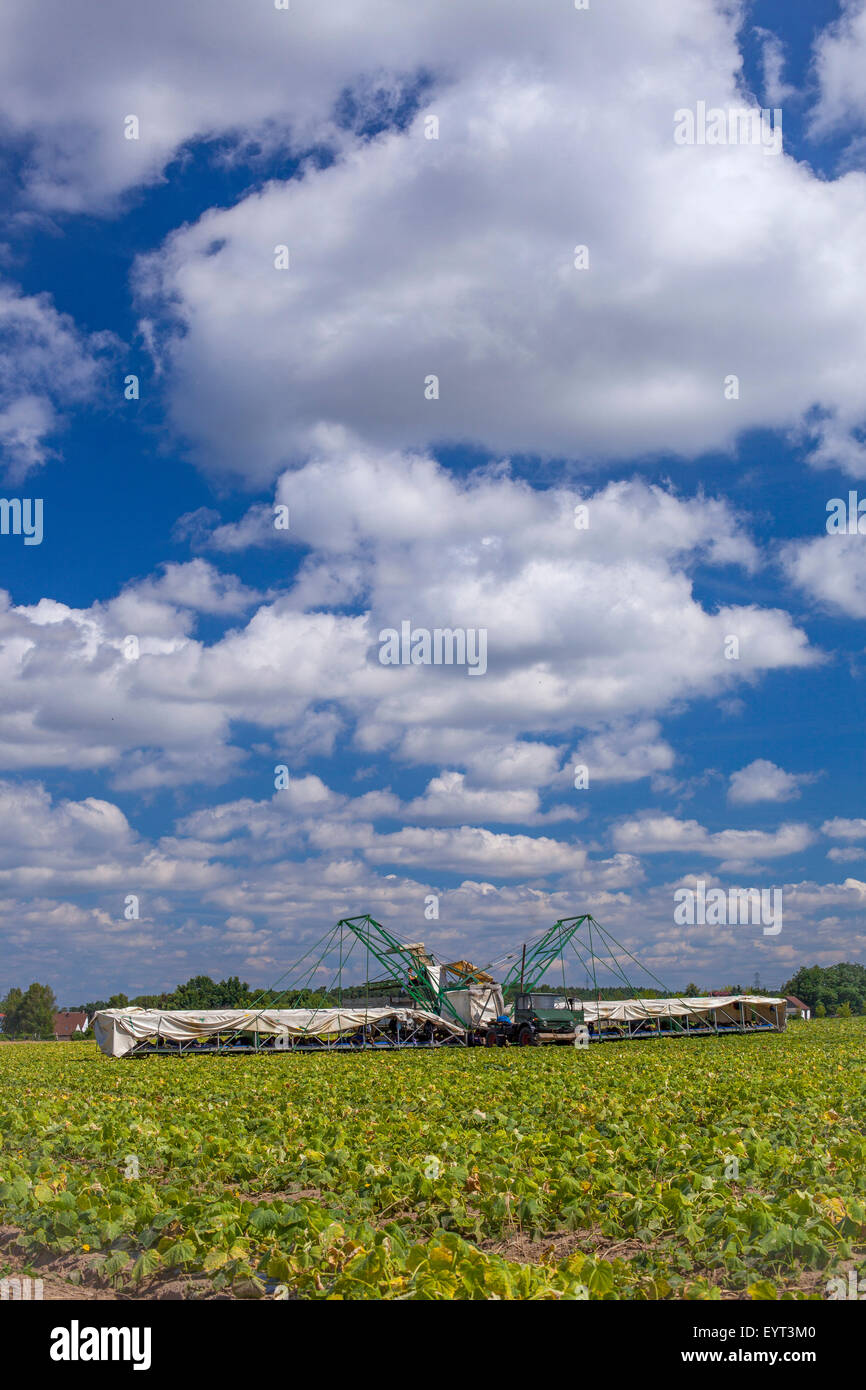 Mechanical harvest of cucumbers hi-res stock photography and images - Alamy
