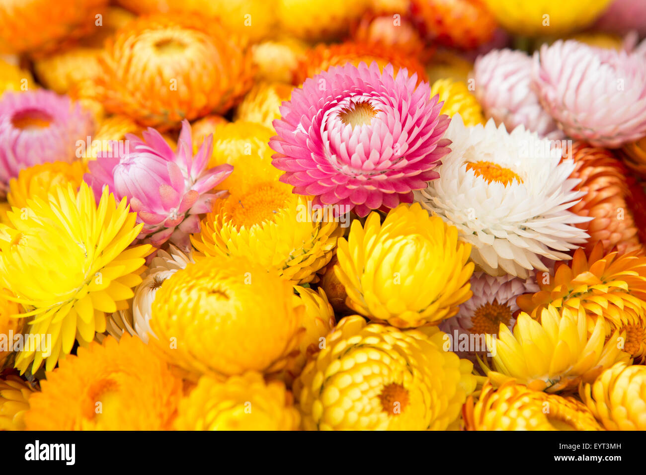 Strawflowers hi-res stock photography and images - Alamy