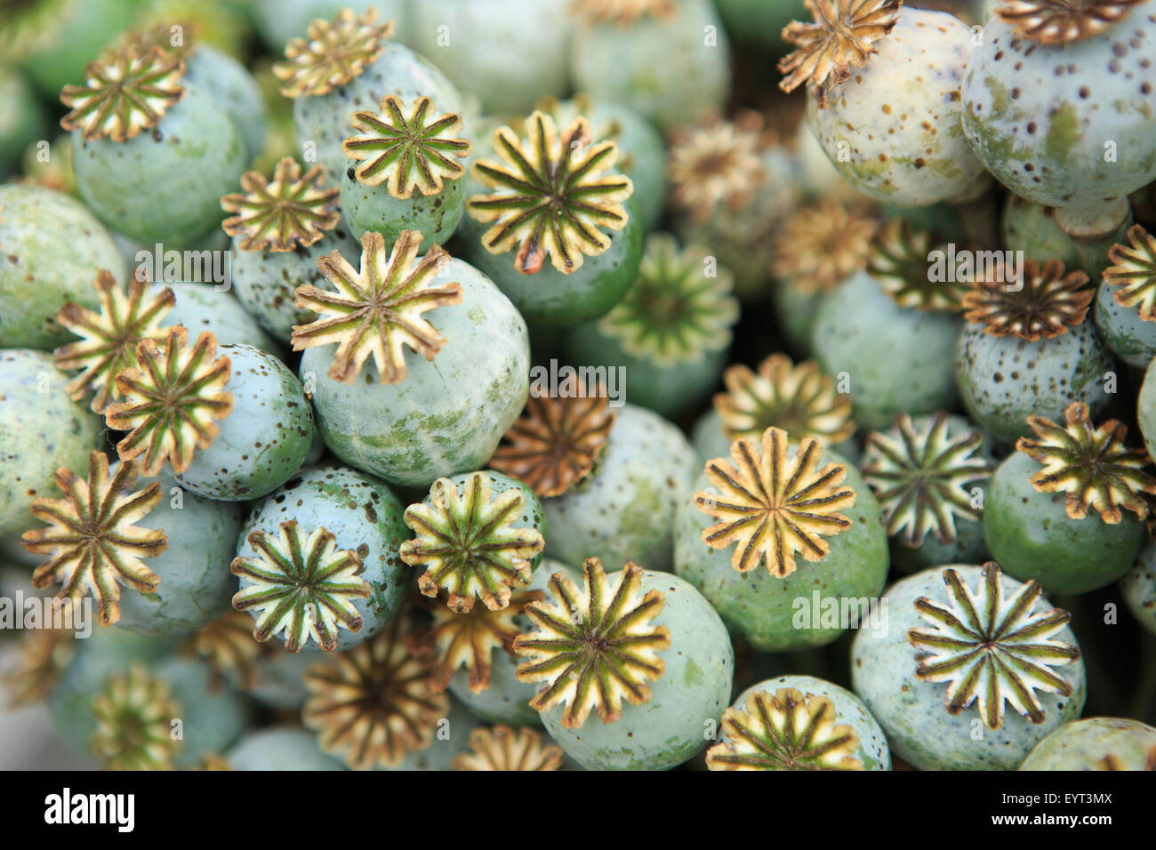 Poppy seed pods hi-res stock photography and images - Alamy