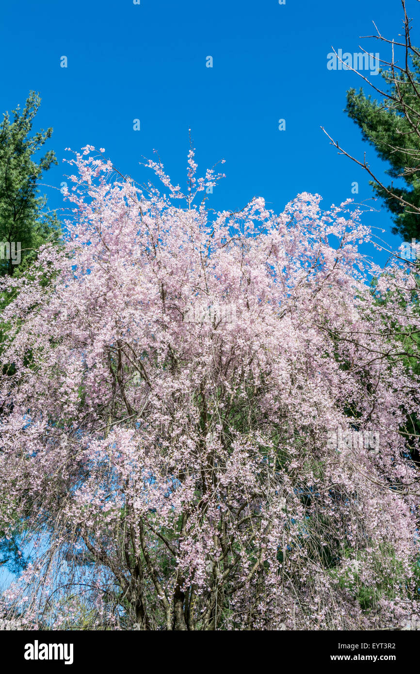 Tree blossom kentucky hi-res stock photography and images - Alamy