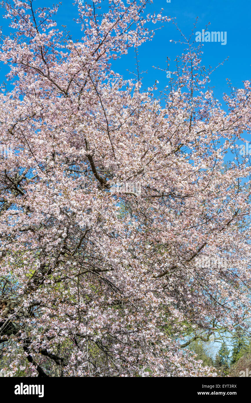 Flowering cherry tree in early Spring in Kentucky USA Stock Photo - Alamy