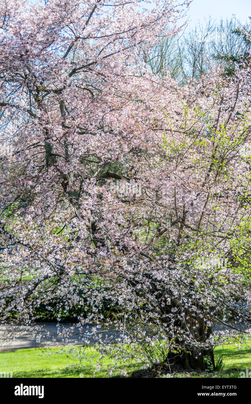 Flowering cherry tree in early Spring in Kentucky USA Stock Photo - Alamy