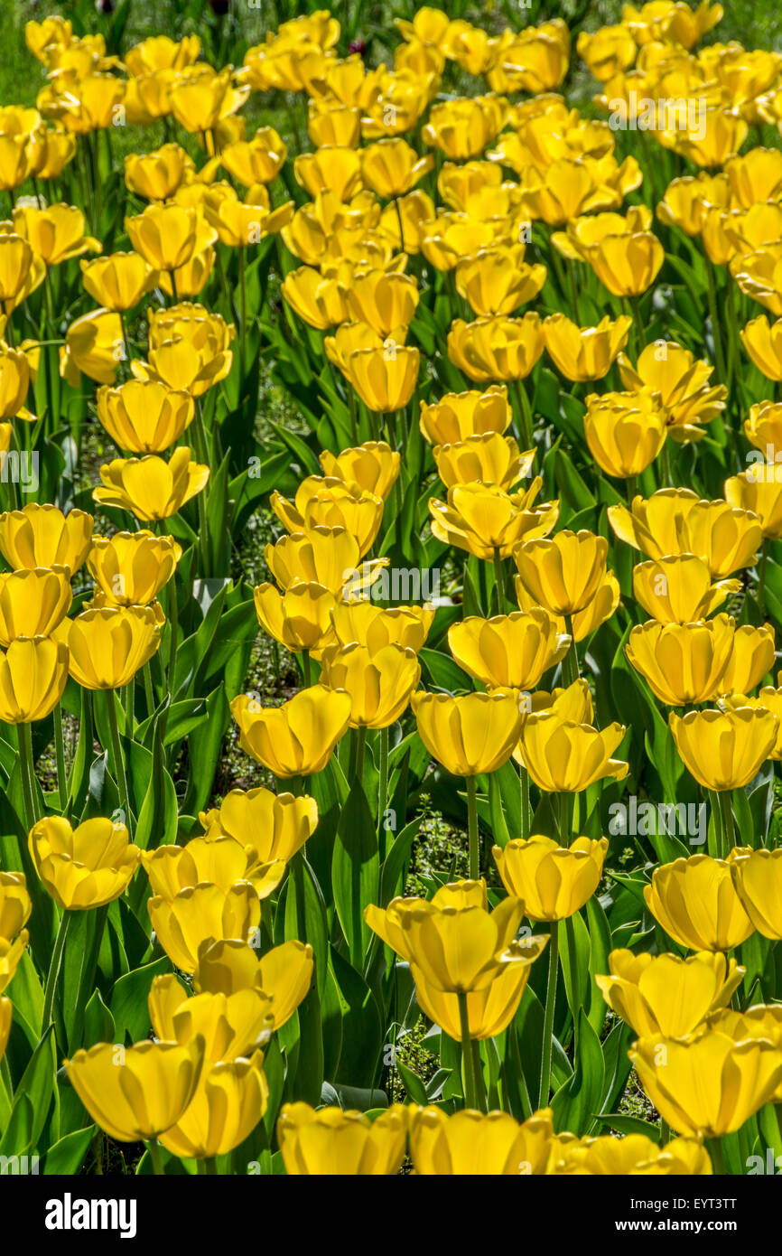 Yellow tulips in bloom Stock Photo - Alamy