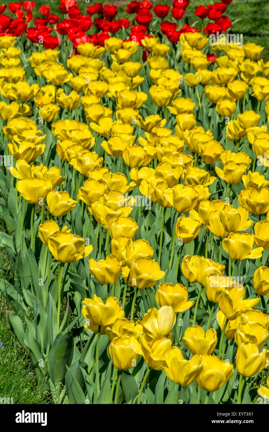 Yellow tulips in bloom Stock Photo - Alamy