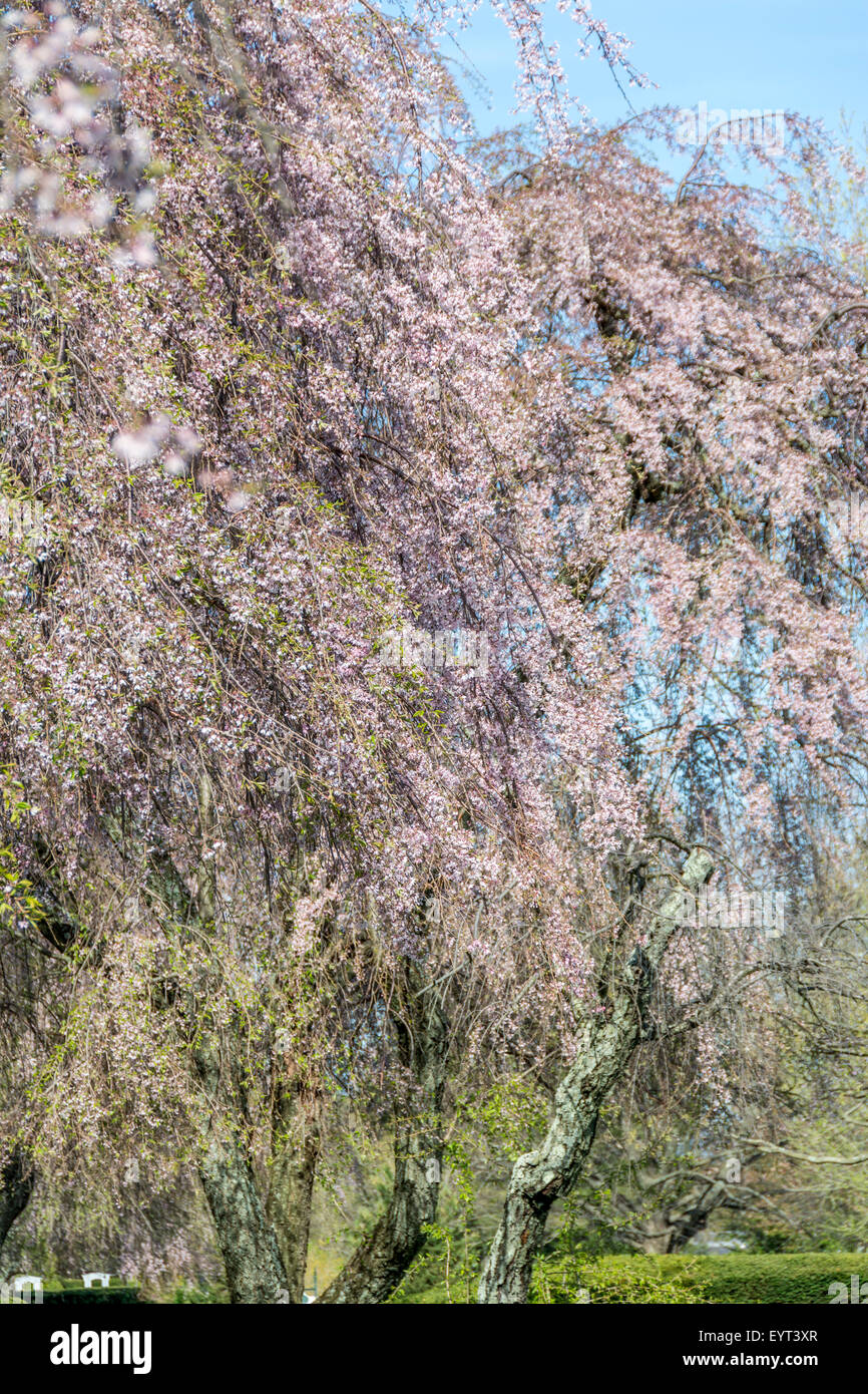 Cherry tree in bloom in early spring Stock Photo - Alamy