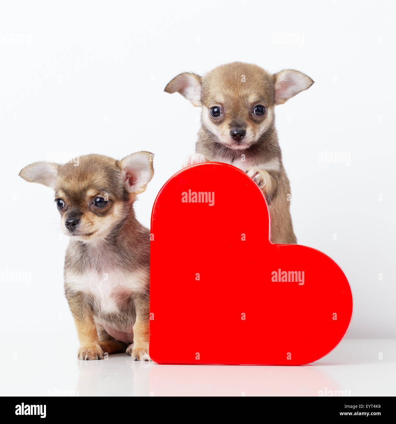 cute puppies Chihuahua with red heart Stock Photo - Alamy