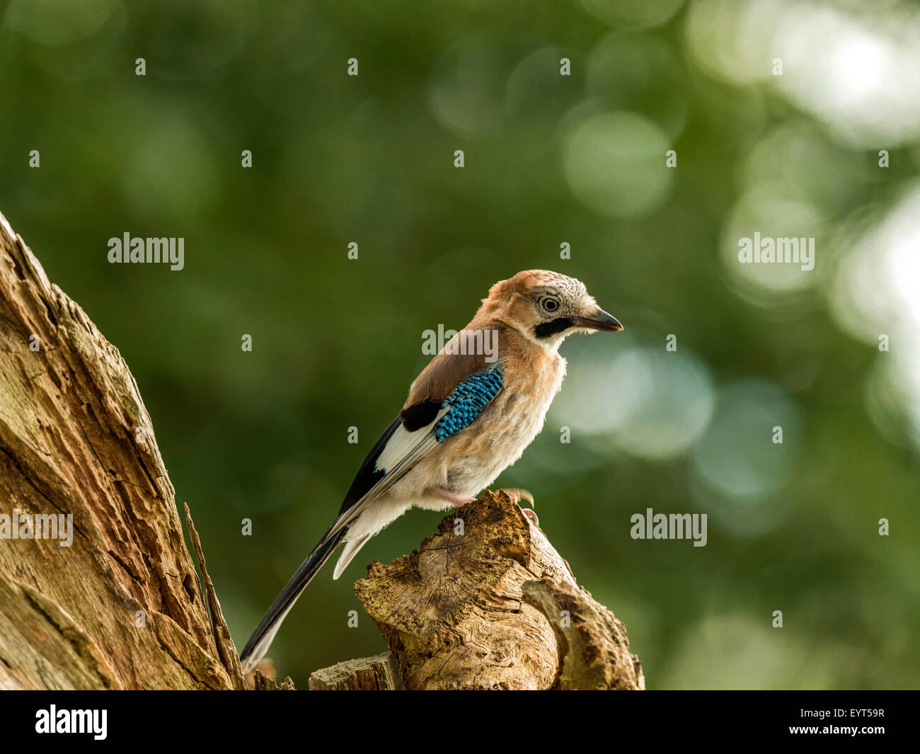 Juvenile Jay depicted perched on an old dilapidated wooden tree stump ...