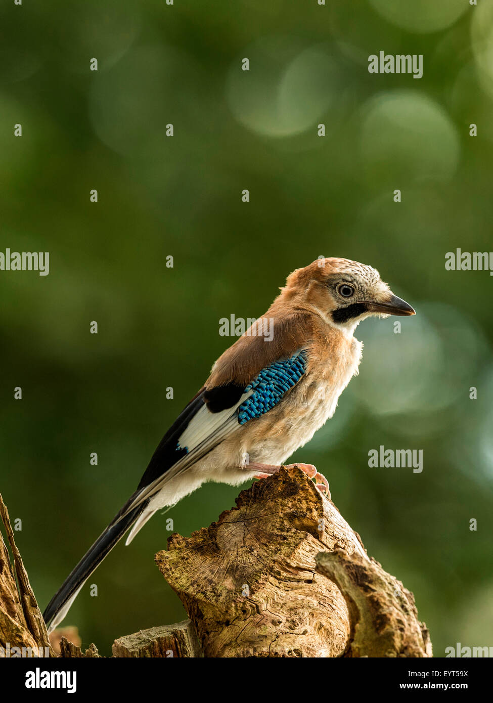 Juvenile Jay depicted perched on an old dilapidated wooden tree stump ...
