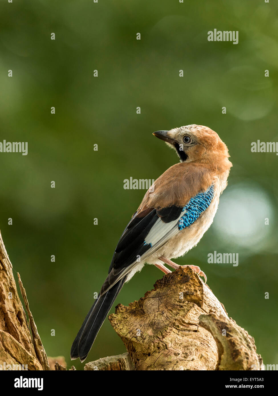 Jay bird uk hi-res stock photography and images - Alamy