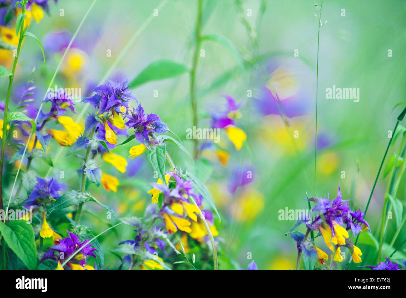 Grove quails wheating hi-res stock photography and images - Alamy