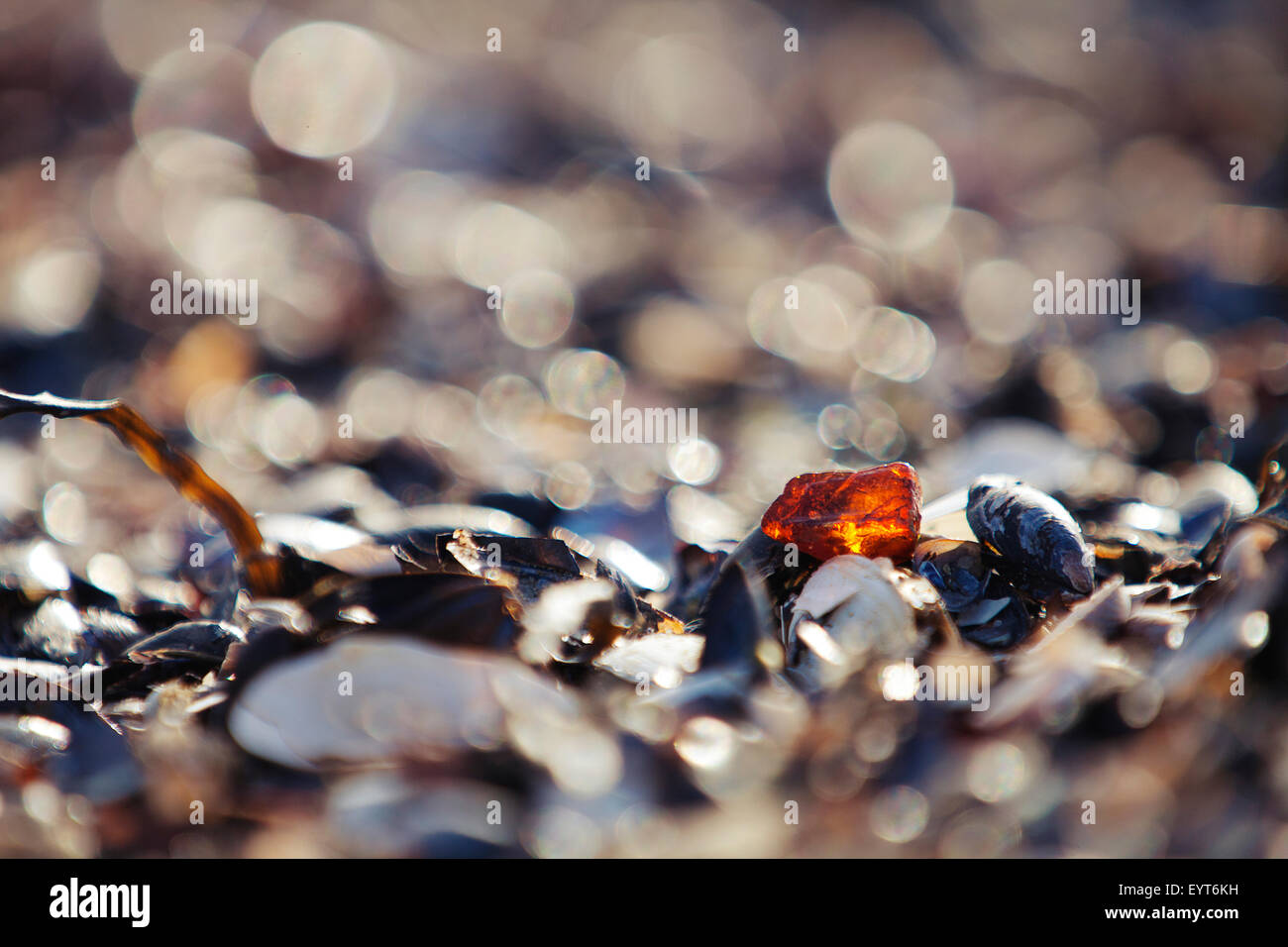 Amber and shells hi-res stock photography and images - Alamy