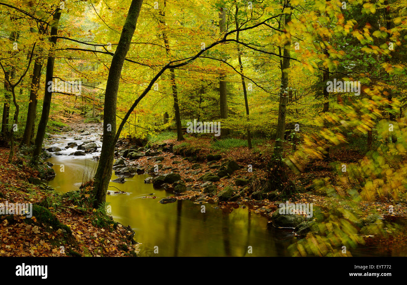 Belgium, High Fens, Hautes Fagnes, nature reserve High Fens-Eifel ...