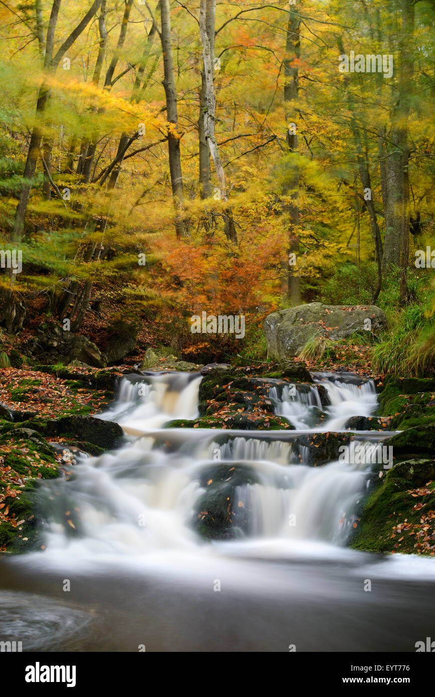 Belgium, High Fens, Hautes Fagnes, nature reserve High Fens-Eifel ...