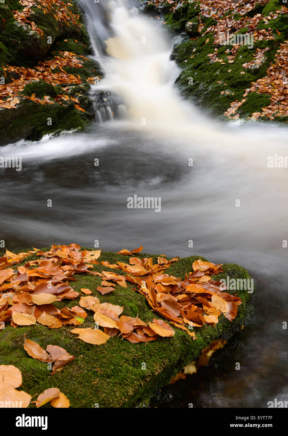 Belgium, High Fens, Hautes Fagnes, nature reserve High Fens-Eifel ...