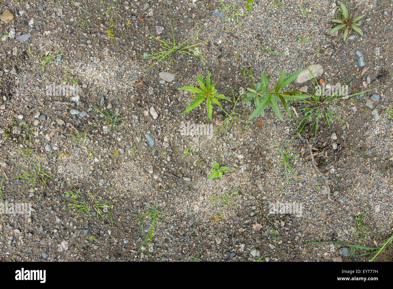 Sandy ground with small stones and plants, viewed from above Stock ...