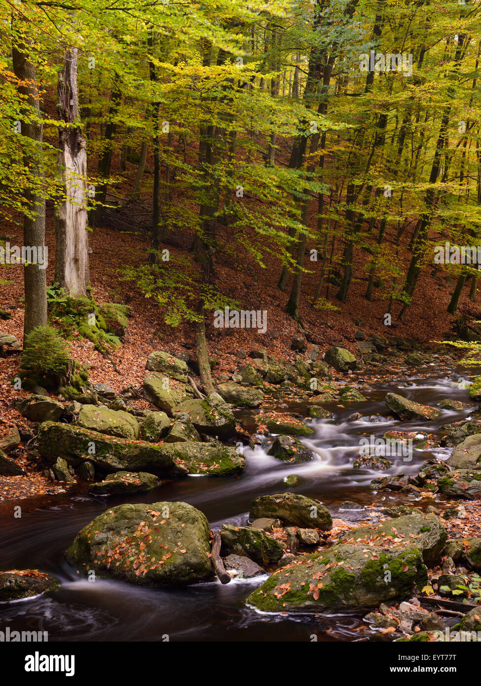 Belgium, High Fens, Hautes Fagnes, nature reserve High Fens-Eifel ...