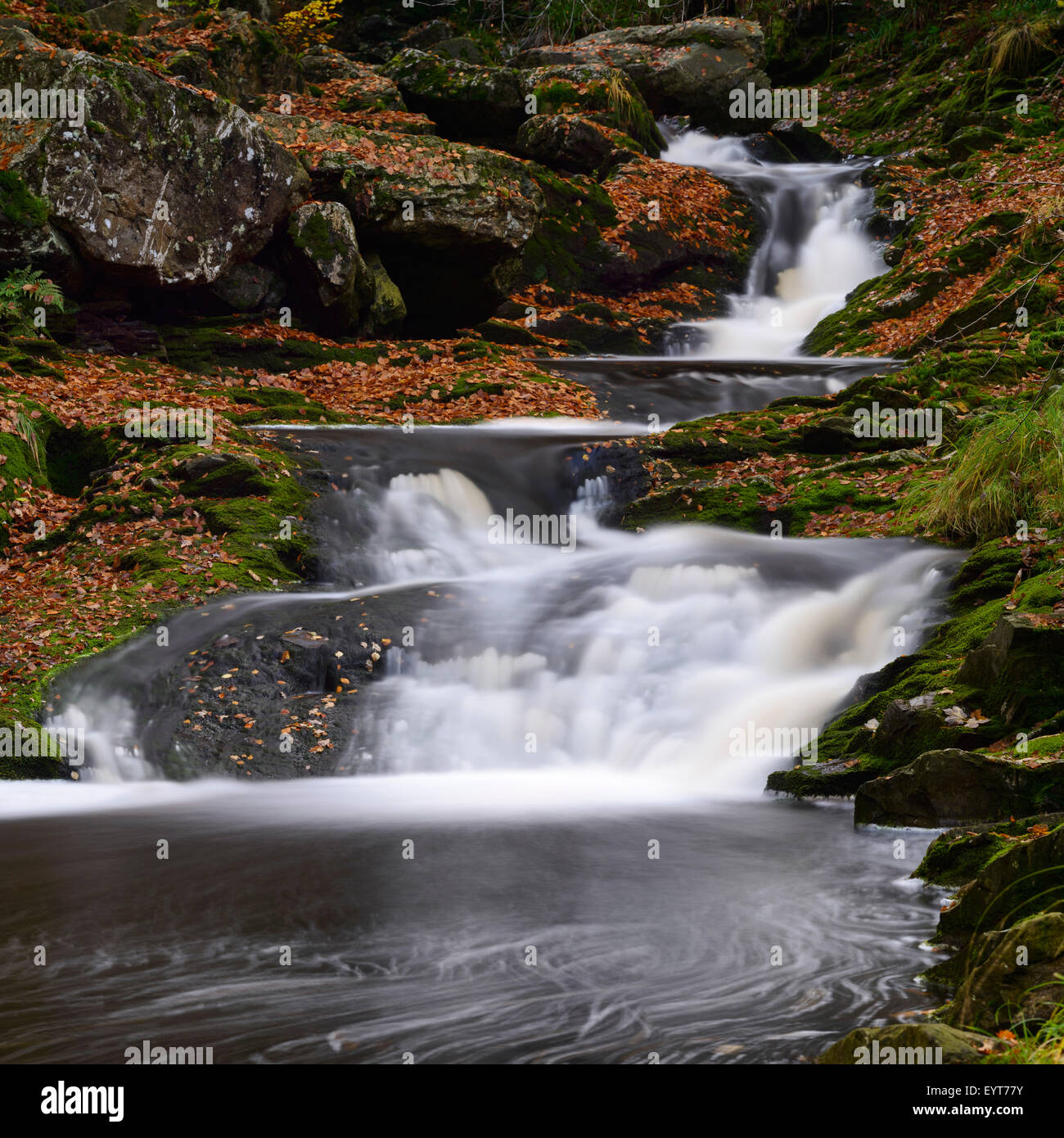 Belgium, High Fens, Hautes Fagnes, nature reserve High Fens-Eifel ...